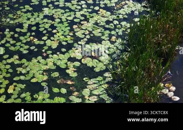 Vibrant green water lilies densely covering tranquil pond surface, with ...