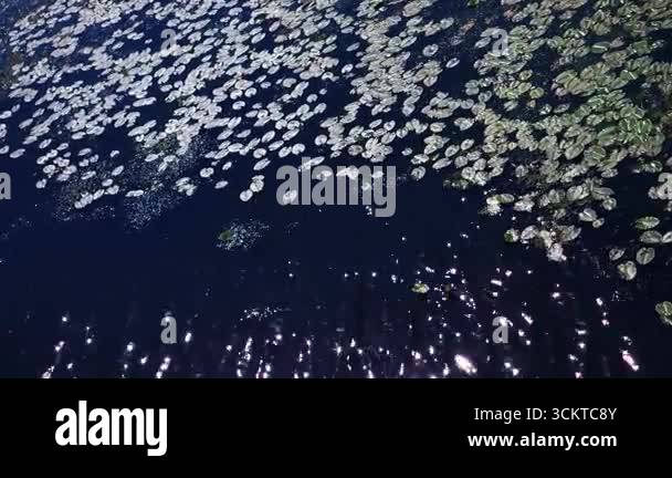 Sunlight casting sparkling highlights across dark blue pond surface ...