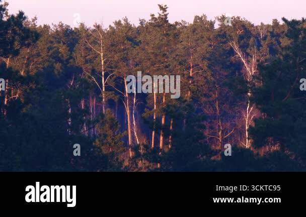Golden sunlight bathing pine tree tops, casting warm orange and yellow ...