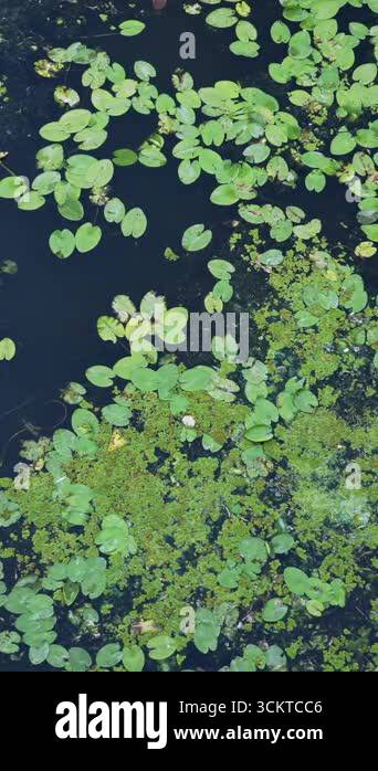 Verdant water lilies and green algae drifting gently across dark water surface, forming peaceful ...