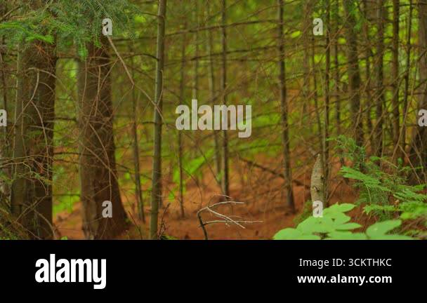 Focus shift at Canadian Crown Land forest in the lush and fir trees ...