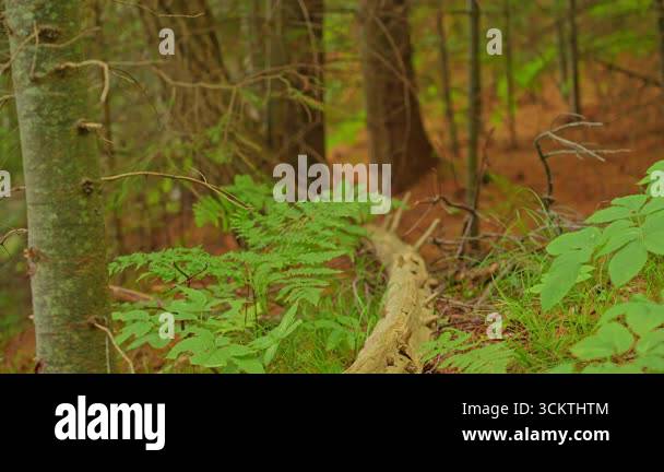 Focus shift at Canadian Crown Land forest in the lush and fir trees ...