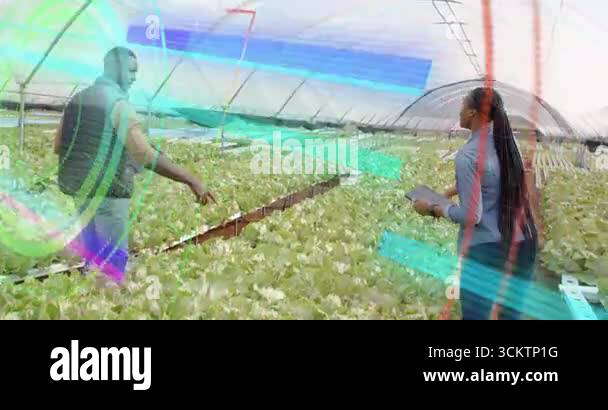 Agriculture team tapping tablet in greenhouse inspecting crop health ...