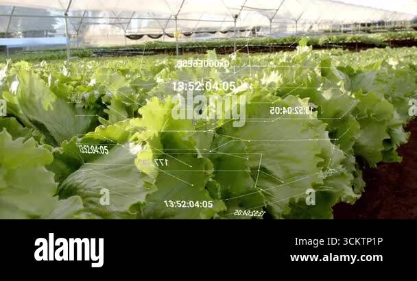 Overlay activating over lettuce, refreshing sensor data, panning right ...