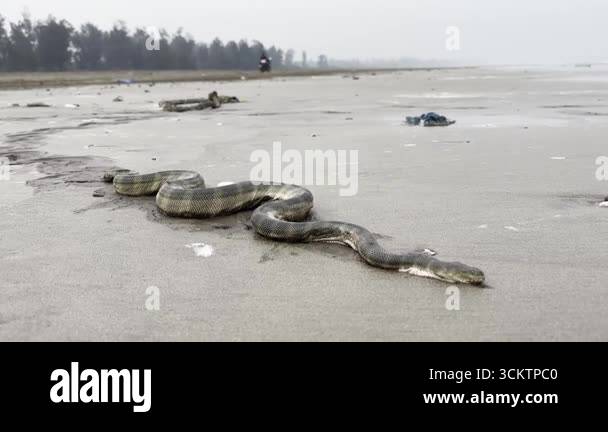 Video of a venomous sea snake stranded on a sandy beach during low tide ...