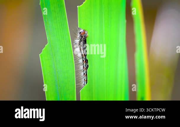 Hairy caterpillar eats away and devours leaf causing damage in garden. Close-up of insect ...