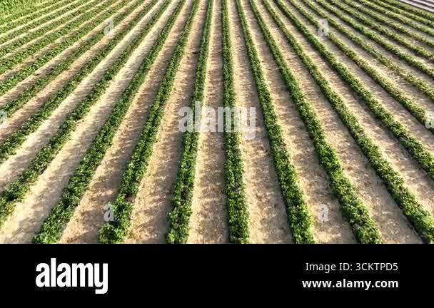 Aerial drone view Strawberry Farm in Germany, organic Eco Ripe. Berries ...