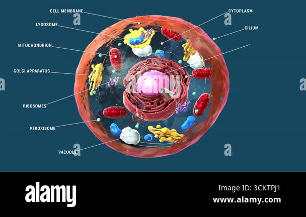 Labeled Eukaryotic cell, nucleus and organelles and plasma membrane ...