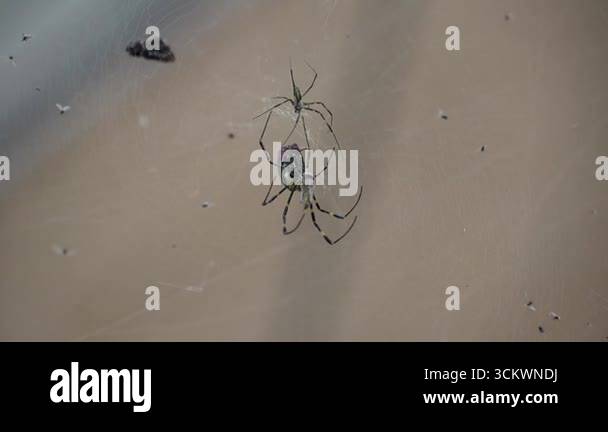 This video captures spiders in their habitat, showcasing webbuilding, a ...