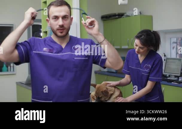 vet man look at camera smiling background assistant inspects cute dog ...