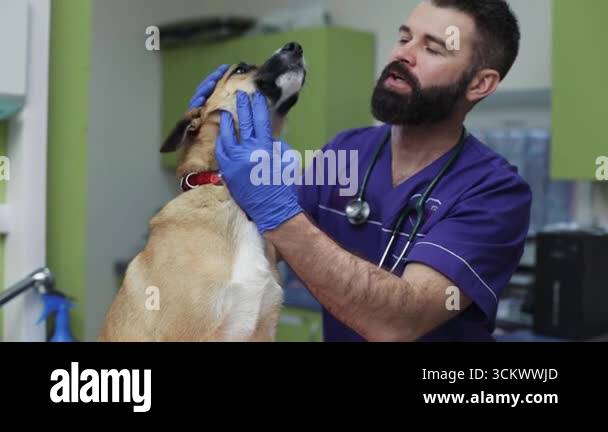 Vet examining dog in doctor s office of popular veterinary clinic ...