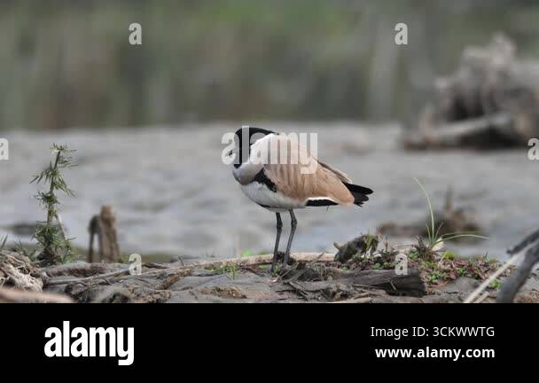 A river lapwing standing still on the marshy lands inside Gajoldoba bird sanctuary area in west ...
