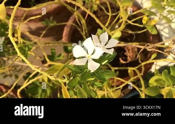 A close-up captures the serene beauty of delicate white periwinkle ...