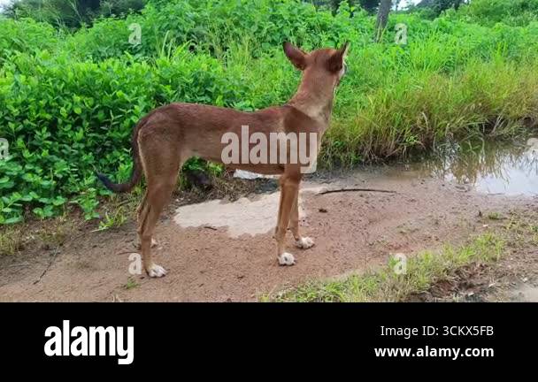 Stray dog on urban street. Natural wildlife behavior Stock Video ...