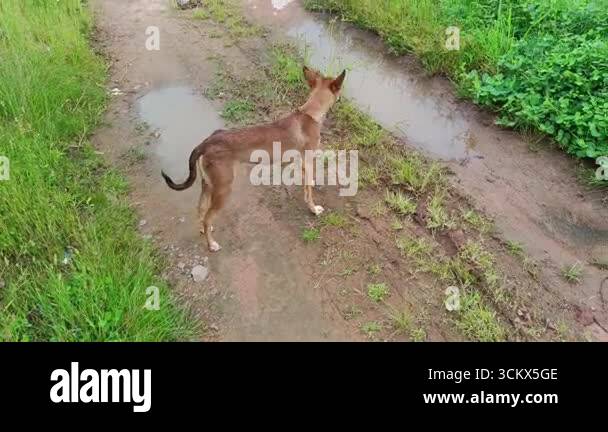 Stray dog on urban street. Natural wildlife behavior Stock Video ...