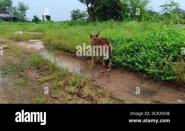 Stray dog on urban street. Natural wildlife behavior Stock Video ...