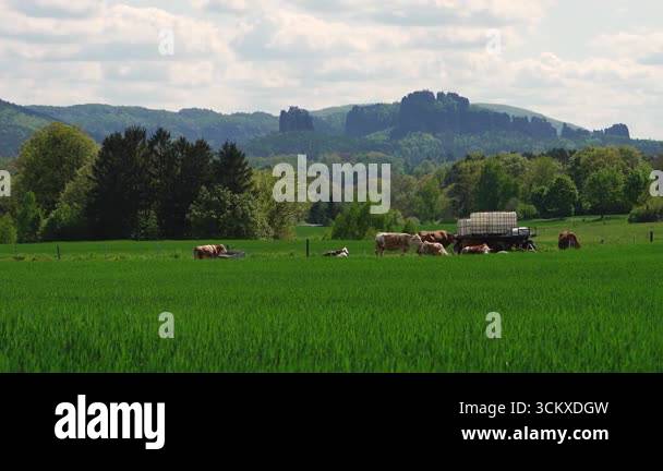Group of cows graze on green pastures with stunning views of the ...