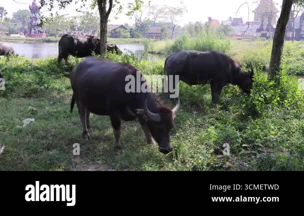 Pastoral riverside Stock Videos & Footage - HD and 4K Video Clips - Alamy