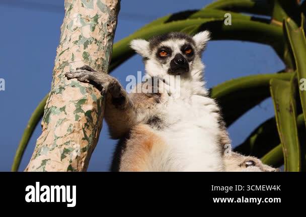 Lemur climbing a tree in Melbourne Zoo Stock Video Footage - Alamy