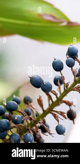 Detailed view of Alpinia caerulea berries with gentle camera movement ...