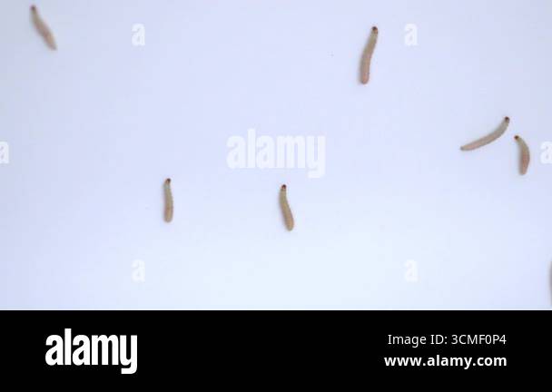 Some small white worms fly larvae crawling across of a white paper ...