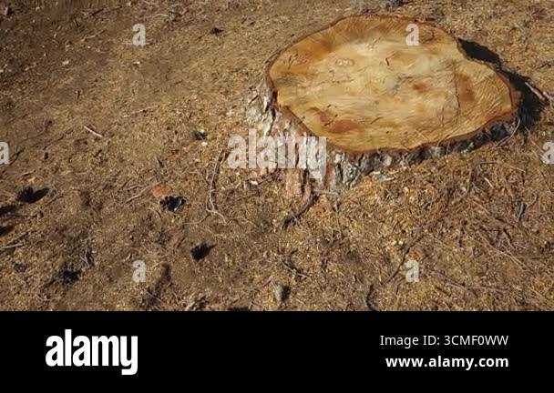 Close-up, overhead view of a freshly cut a conifer pine tree stump on a ...