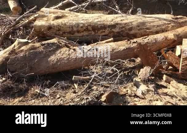 Cut logs and branches lying on a dry, earthy ground surface Stock Video ...