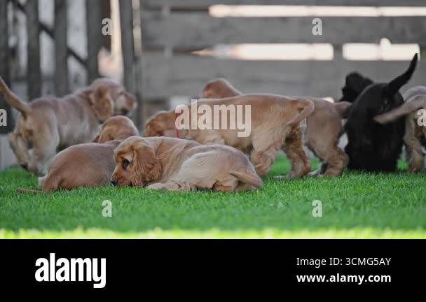 Cute spaniel puppies exploring backyard Stock Videos & Footage - HD and ...