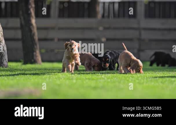 Adorable dogs playing together outdoors in 4K slow motion Stock Video ...