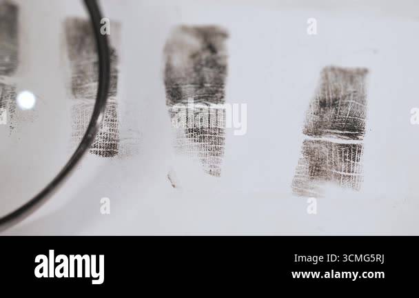 Fingerprint samples under a magnifying glass. A forensic scientist examines fingerprints under ...