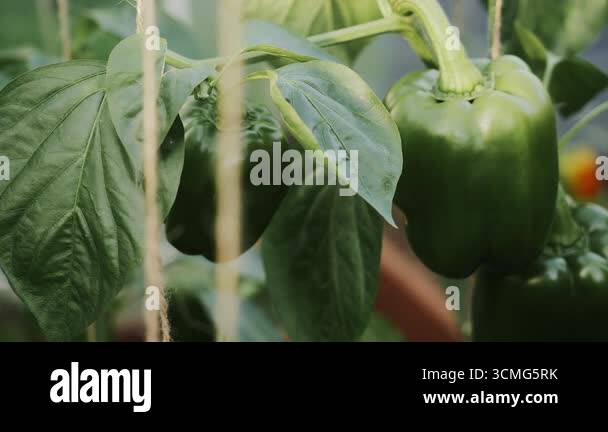 Close-up of ripe green peppers growing in a greenhouse. Growing peppers ...