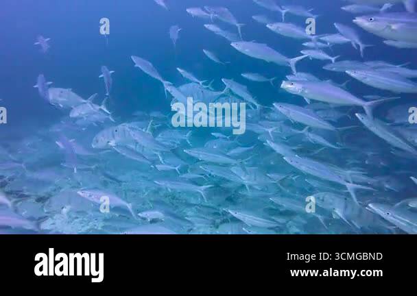 Large shoal of golden trevally Gnathanodon speciosus and rainbow runner ...
