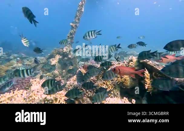 Stunning tropical coral reef scenery with shoals of sergeant major fish ...