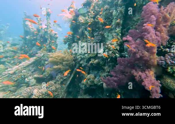 Stunning tropical coral reef scenery with shoals of anthias swimming on ...