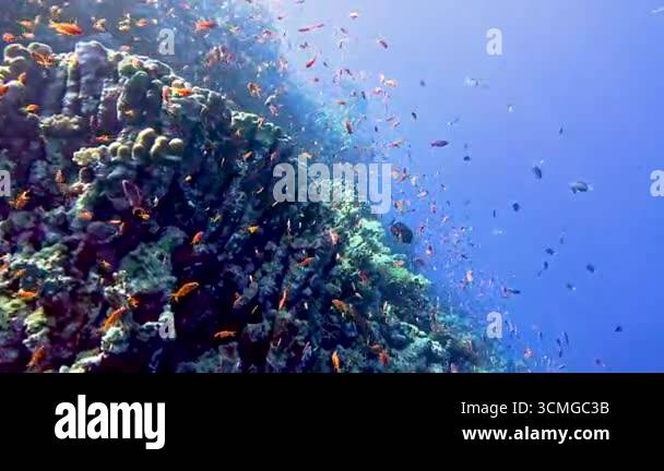 Stunning tropical coral reef scenery with shoals of anthias swimming on ...