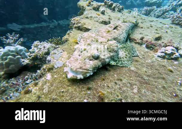Crocodilefish giant flathead Cymbacephalus beauforti hiding camouflaged ...