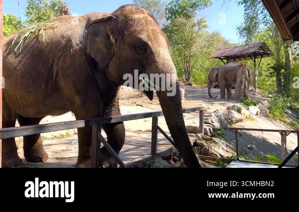 Elephants interacting in a natural zoo setting Stock Video Footage - Alamy