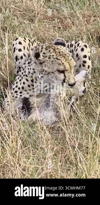 Cheetah affection Stock Videos & Footage - HD and 4K Video Clips - Alamy