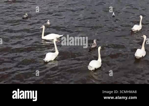 White swans swimming gracefully alongside seagulls, moving together ...