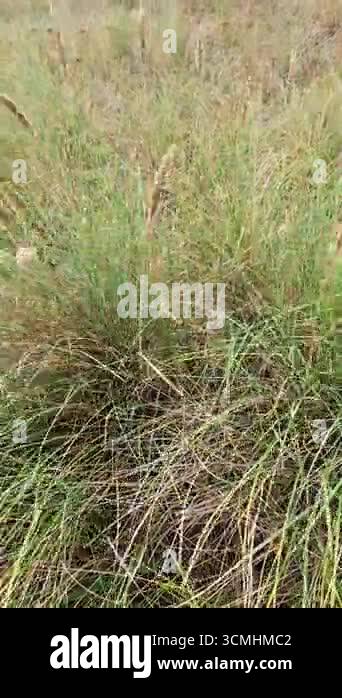 Golden brown beach grass gently swaying in warm sunlight, dancing ...