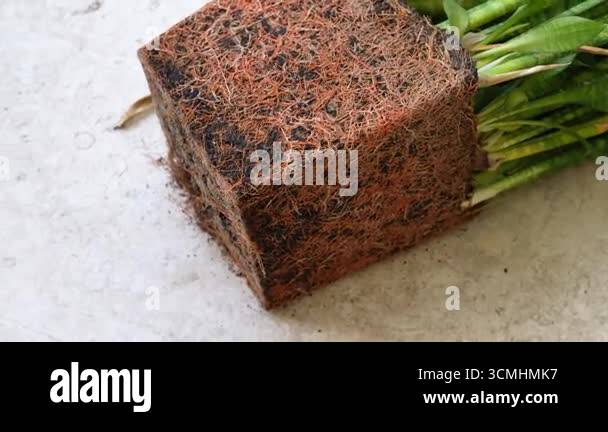 Fresh plant roots in soil cube after transplant, close-up of healthy ...