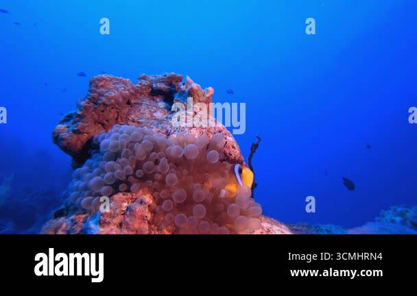 Clownfish and Sea Anemone. Underwater tropical blue-green chromis-fish ...