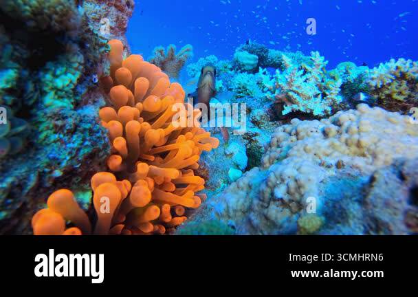 Clownfish. Underwater tropical blue-green chromis-fish (Chromis viridis ...