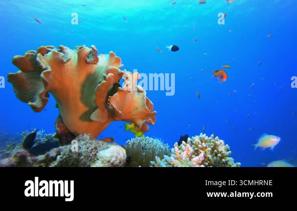 Clownfish and Tropical Sea Life. Underwater tropical blue-green chromis ...