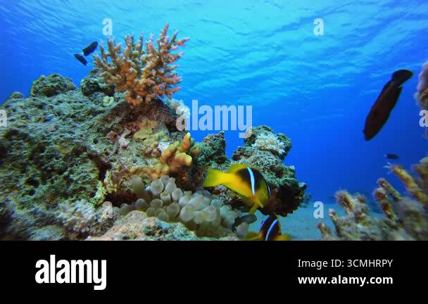 Blue Sea Water Clownfish. Underwater tropical blue-green chromis-fish ...