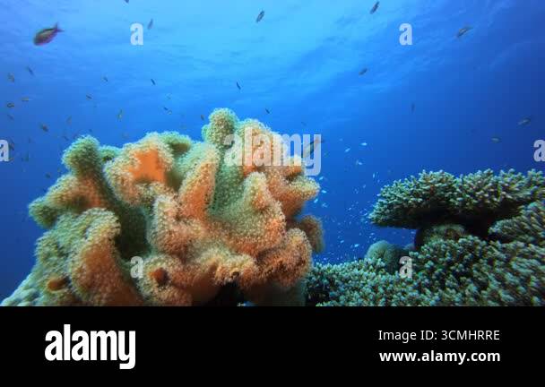 Blue Water Coral Reef Fish. Reef coral scene. Coral garden seascape ...