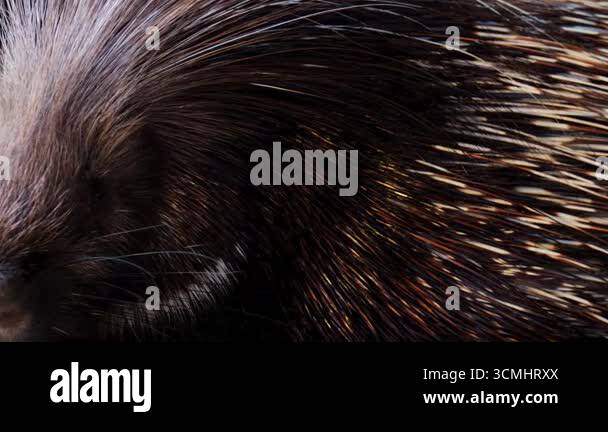 Porcupine Quills Close-Up With Head Detail Stock Video Footage - Alamy