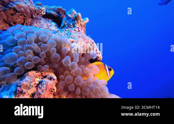 Tropical Blue Water Clownfish. Underwater tropical clownfish ...