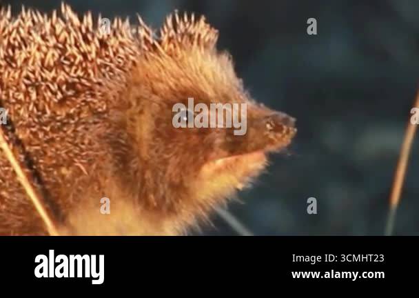 Hedgehog profile Stock Videos & Footage - HD and 4K Video Clips - Alamy