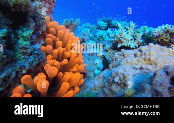 Tropical Colorful Red Anemones. Underwater tropical clownfish ...
